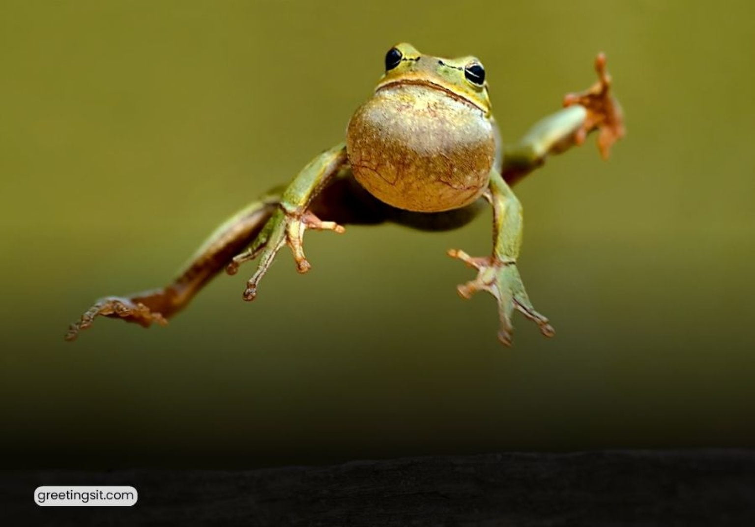 Frog Jumping Day Wishes and Quotes - Greetingsit